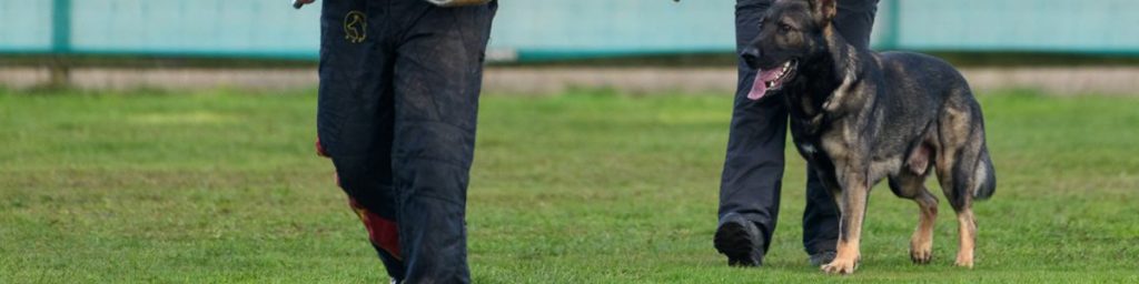 About GSDL-WDG – GSDL Working Dog Group of Great Britain